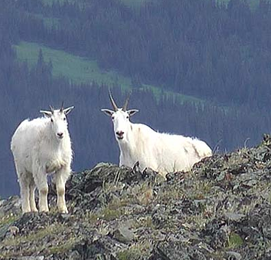 BC Mountain Goat Society » Bulkley Valley Research Centre